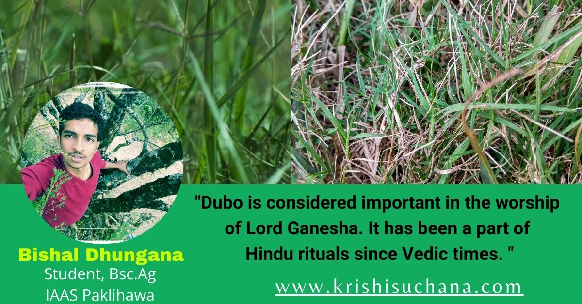 A problematic weed-dubo in crop field can be a good source of nutrient ...