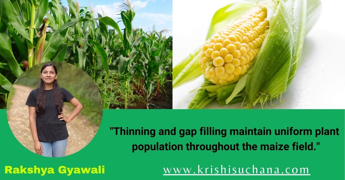 MAIZE: METHOD OF SOWING & IMPORTANCE OF THINING AND GAP FILLING - कृषि ...