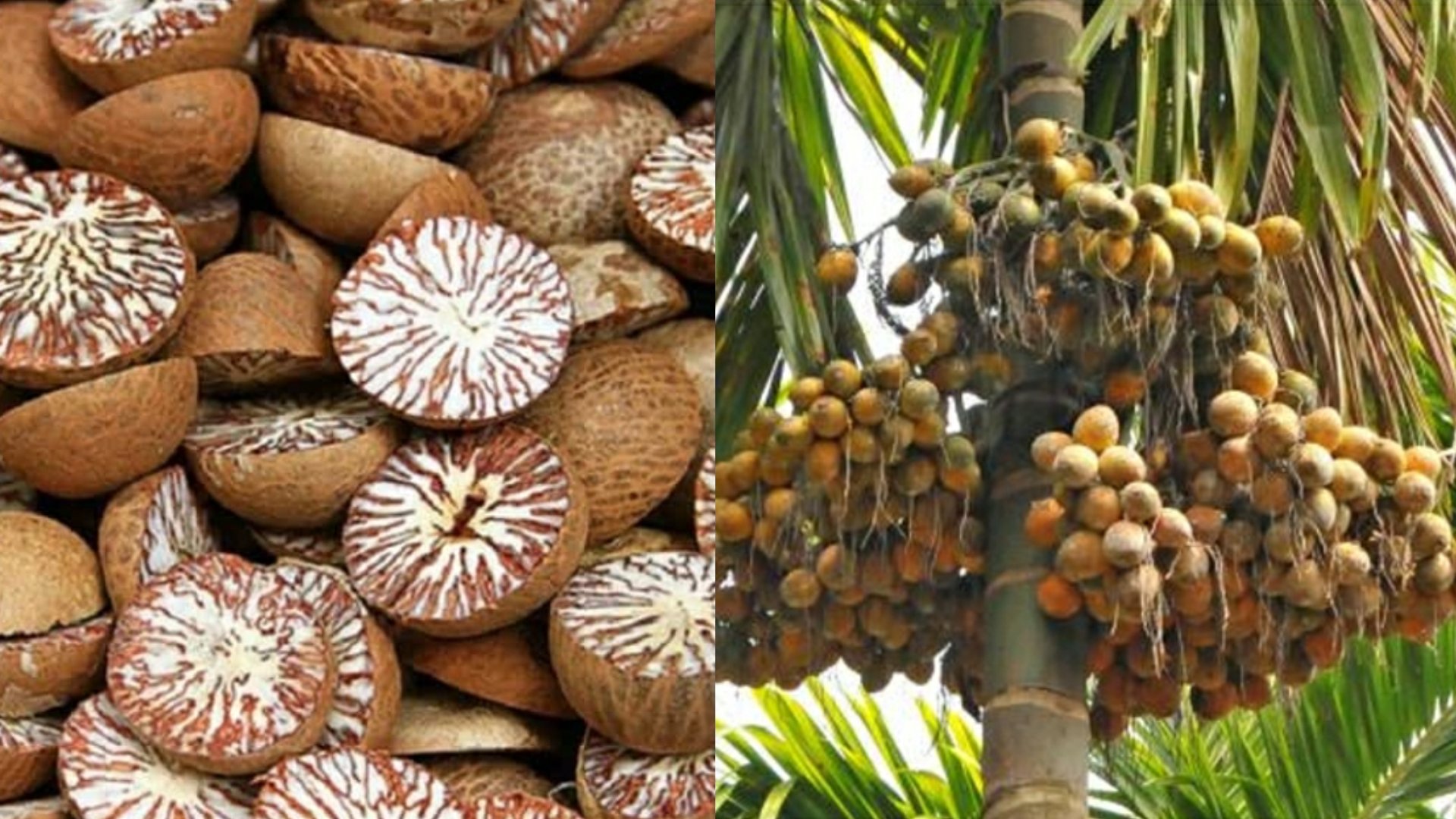 प्रहरीद्वारा ९२ बोरा चिनी बरामद - कृषि सूचना